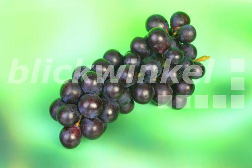 blickwinkel - Echter Wein, Weinrebe (Vitis vinifera), dunkle Weintraube ...