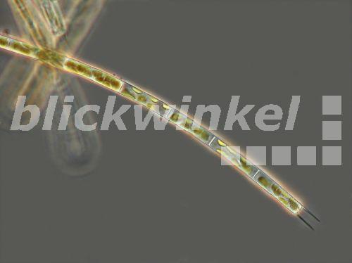 blickwinkel - Gepunktete Fadenkieselalge, Gepunktete Faden-Kieselalge ...