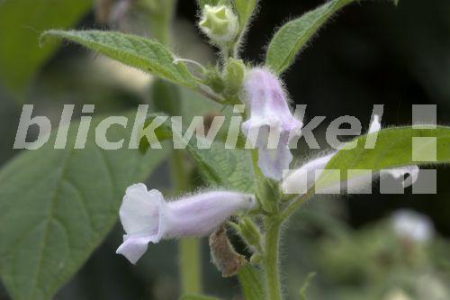 blickwinkel - Sesam (Sesamum indicum), Pflanze mit Blueten - sesamum ...