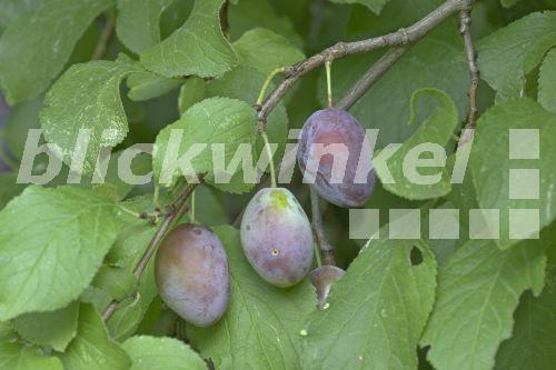 blickwinkel - Pflaume, Zwetschge (Prunus domestica), Fruechte, Pflaumen ...