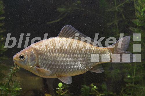 blickwinkel - Giebel (Carassius auratus gibelio), Stammform des ...