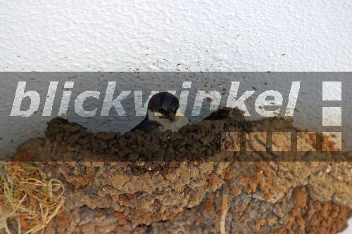 blickwinkel - Mehlschwalbe, Mehl-Schwalbe (Delichon urbica), beim ...