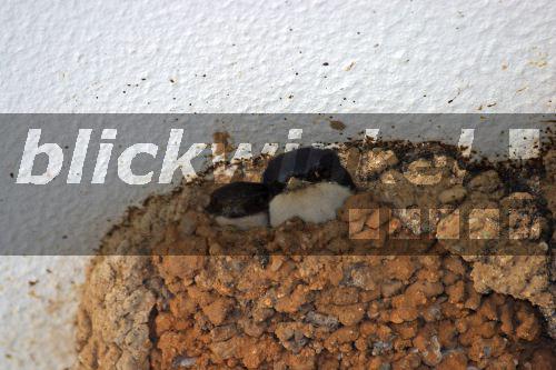 blickwinkel - Mehlschwalbe, Mehl-Schwalbe (Delichon urbica), beim ...