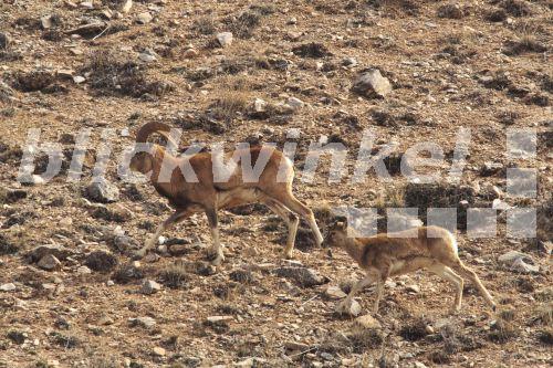 blickwinkel - Anatolisches Hochlandschaf, Tuerkisches Wildschaf (Ovis ...