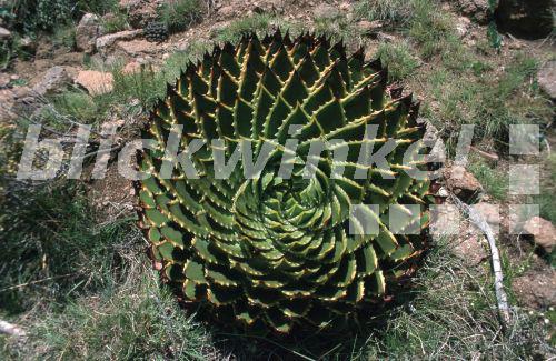 blickwinkel - Spiral-Aloe, Spiralaloe (Aloe polyphylla), Pflanzen am ...