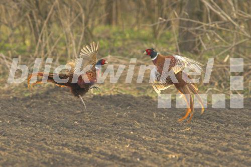 blickwinkel - Fasan, Ringfasan, Jagdfasan (Phasianus colchicus ...