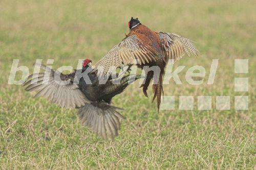 blickwinkel - Fasan, Ringfasan, Jagdfasan (Phasianus colchicus ...