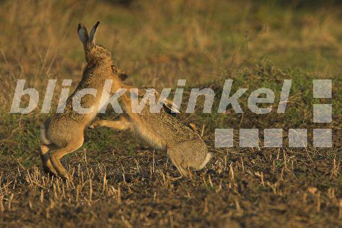 blickwinkel - Europaeischer Hase, Europaeischer Feldhase (Lepus ...