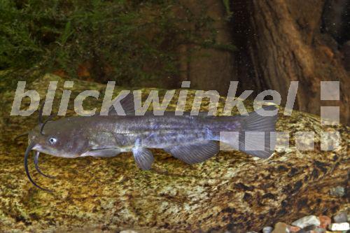blickwinkel - Brauner Zwergwels, Langschwaenziger Katzenwels (Ameiurus ...