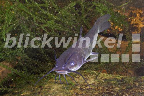 blickwinkel - Brauner Zwergwels, Langschwaenziger Katzenwels ...
