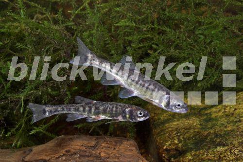 blickwinkel - Elritze, Eurasische Elritze, Pfrille (Phoxinus phoxinus ...