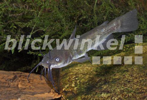 blickwinkel - Brauner Zwergwels, Langschwaenziger Katzenwels ...