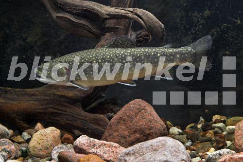 blickwinkel - Bachsaibling, Bach-Saibling, Amerikanischer Saibling ...