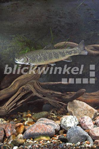 blickwinkel - Bachsaibling, Bach-Saibling, Amerikanischer Saibling ...