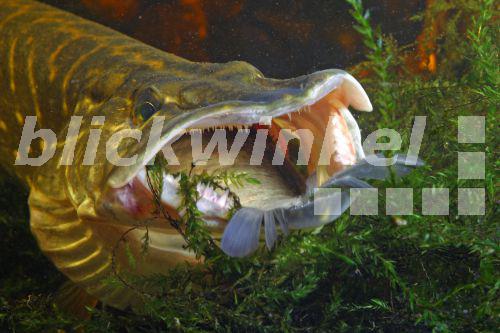 blickwinkel - Hecht, Flusshecht, Fluss-Hecht (Esox lucius), Fisch des ...