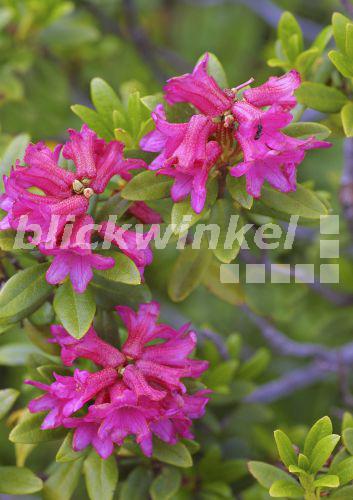 blickwinkel - Rostblaettrige Alpenrose (Rhododendron ferrugineum ...