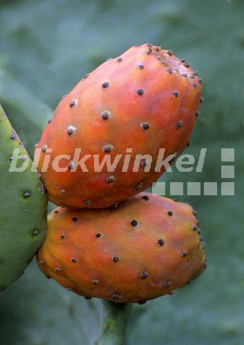 blickwinkel - Kaktusfeige, Feigen-Kaktus, Feigenkaktus (Opuntia ficus ...