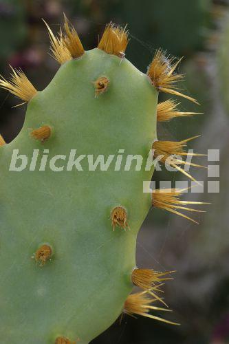 blickwinkel - Kaktusfeige, Feigen-Kaktus, Feigenkaktus (Opuntia ficus ...