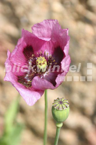 blickwinkel - Schlafmohn, Schlaf-Mohn, Blaumohn, Blau-Mohn (Papaver ...