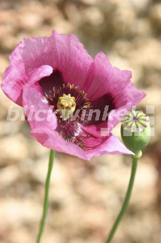 blickwinkel - Schlafmohn, Schlaf-Mohn (Papaver somniferum), Bluete und ...