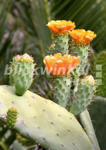 blickwinkel - Kaktusfeige, Feigen-Kaktus, Feigenkaktus (Opuntia ficus ...