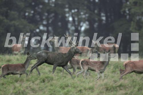 blickwinkel - Rothirsch, Rot-Hirsch, Edelhirsch, Edel-Hirsch (Cervus ...
