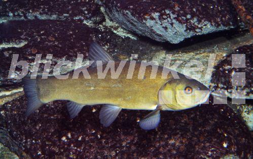 blickwinkel - Schlei, Schleie, Schleihe (Tinca tinca), Fisch des Jahres ...