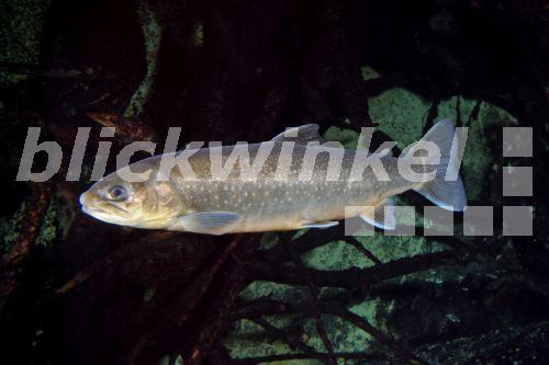 blickwinkel - Seesaibling, See-Saibling, Wandersaibling, Wander ...