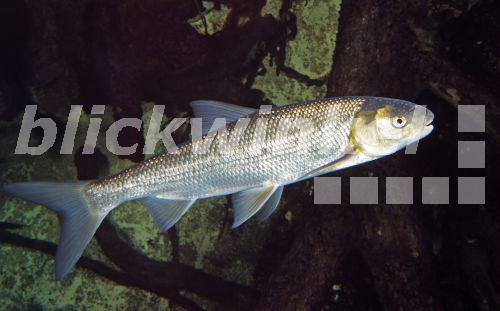 blickwinkel - Perlfisch, Perl-Fisch (Echiodon drummondi), Maennchen mit ...