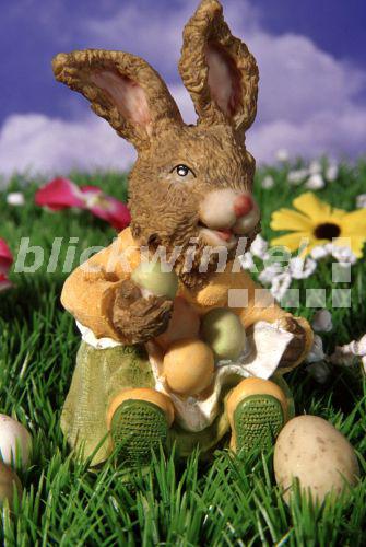 blickwinkel - Osterhase sitzt auf einer Wiese - easter bunny sitting on ...