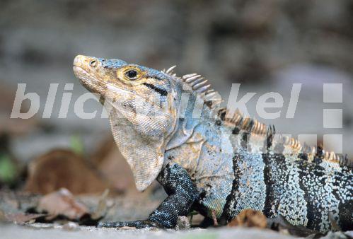 blickwinkel - Peruanischer Buntleguan, Peruanischer Bunt-Leguan ...