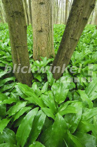 blickwinkel - Wilder Knoblauch, Waldknoblauch, Baer-Lauch, Baerlauch ...
