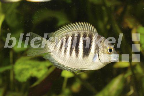 blickwinkel - Gebaenderter Indischer Buntbarsch (Etroplus caranensis ...