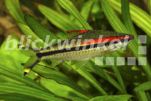 blickwinkel - Rotstreifenbarbe, Rotstreifen-Barbe, Rotstrich ...