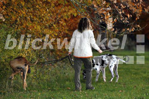 blickwinkel - Deutsche Dogge (Canis lupus f. familiaris), Frau geht mit ...