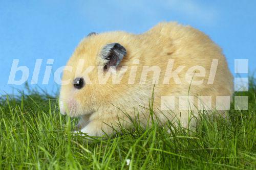 blickwinkel - Syrischer Goldhamster (Mesocricetus auratus), Jungtier in ...