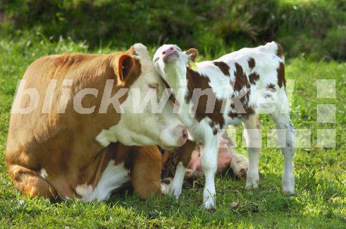 blickwinkel - Hausrind (Bos primigenius f. taurus), Kuh mit Kaelbchen ...