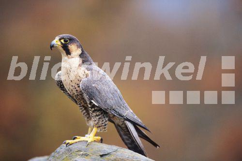 blickwinkel - Wanderfalke, Wander-Falke (Falco peregrinus), auf einem ...