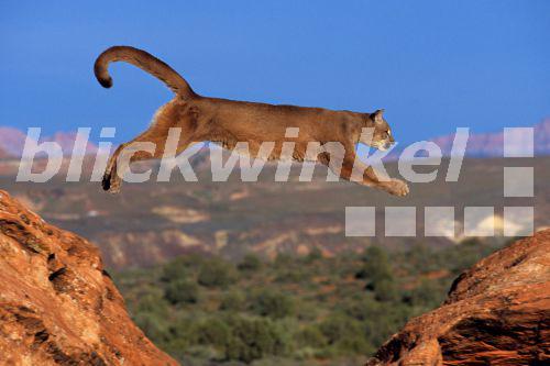 blickwinkel - Puma, Bergloewe (Puma concolor, Profelis concolor ...