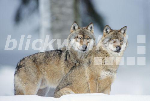 blickwinkel - Europaeischer Wolf, Europaeischer Grauwolf, Gewoehnlicher ...