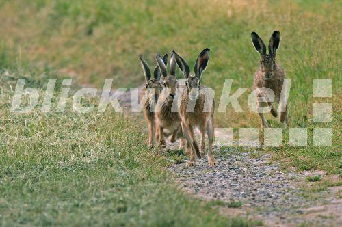 blickwinkel - Europaeischer Hase, Europaeischer Feldhase (Lepus ...