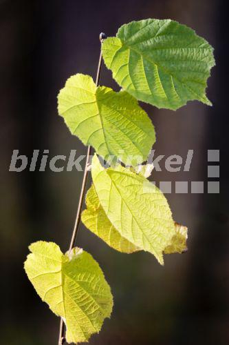 blickwinkel - Gewoehnliche Haselnuss, Hasel, Haselstrauch (Corylus ...