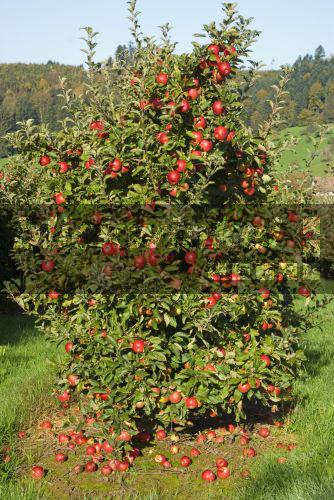 blickwinkel - Apfelbaum, Kultur-Apfel (Malus domestica), Apfelbaum mit ...