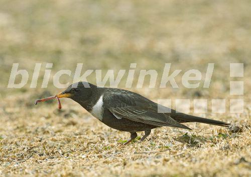 blickwinkel - Ringdrossel, Ring-Drossel (Lanioturdus torquatus, Turdus ...