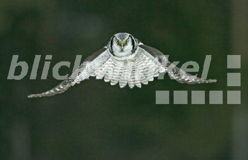 blickwinkel - Sperbereule, Sperber-Eule (Surnia ulula), von vorn im ...