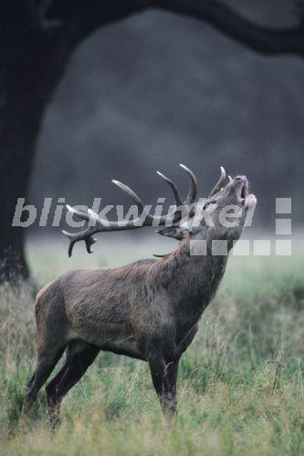 blickwinkel - Rothirsch, Rot-Hirsch, Edelhirsch, Edel-Hirsch (Cervus ...