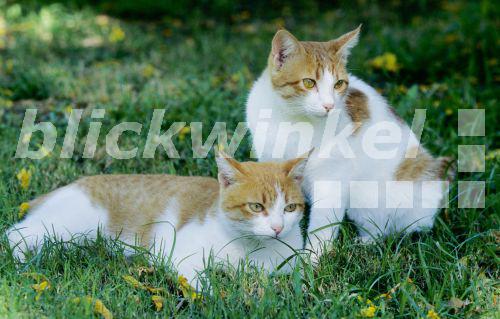 blickwinkel - Hauskatze, Haus-Katze (Felis silvestris f. catus), Zwei ...