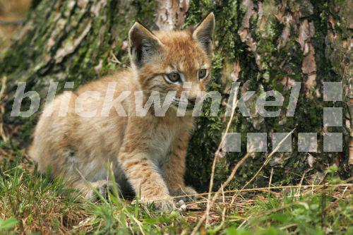 blickwinkel - Eurasischer Luchs, Europaeischer Luchs (Lynx lynx ...