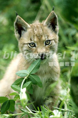 blickwinkel - Eurasischer Luchs, Europaeischer Luchs (Lynx lynx ...