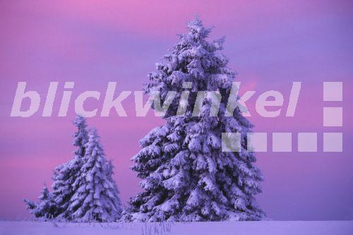 blickwinkel - Gemeine Fichte, Rottanne, Gewoehnliche Fichte (Picea ...